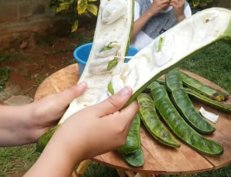 Las paternas - Una fruta que hay en El Salvador