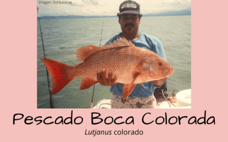 Pescado Boca Colorada (Lutjanus colorado)